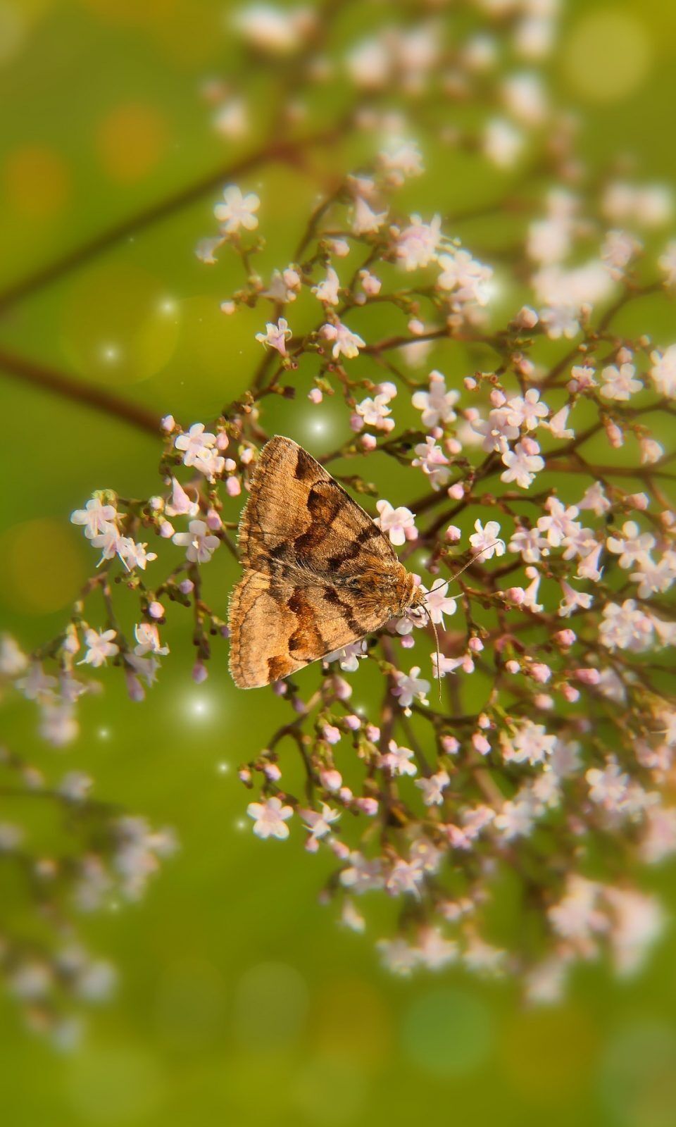 Motten bestrijden? Zo doe je dat op een duurzame manier