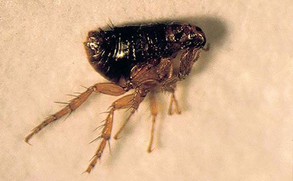 Vlooien bestrijden op een natuurlijke manier bij mens en dier